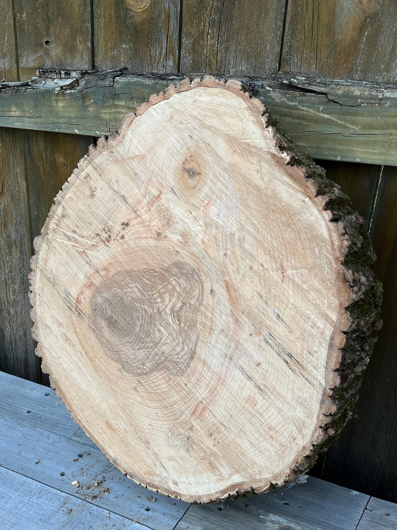 Large Ash Slice - 20” Unique Wood Round - Green - Etsy