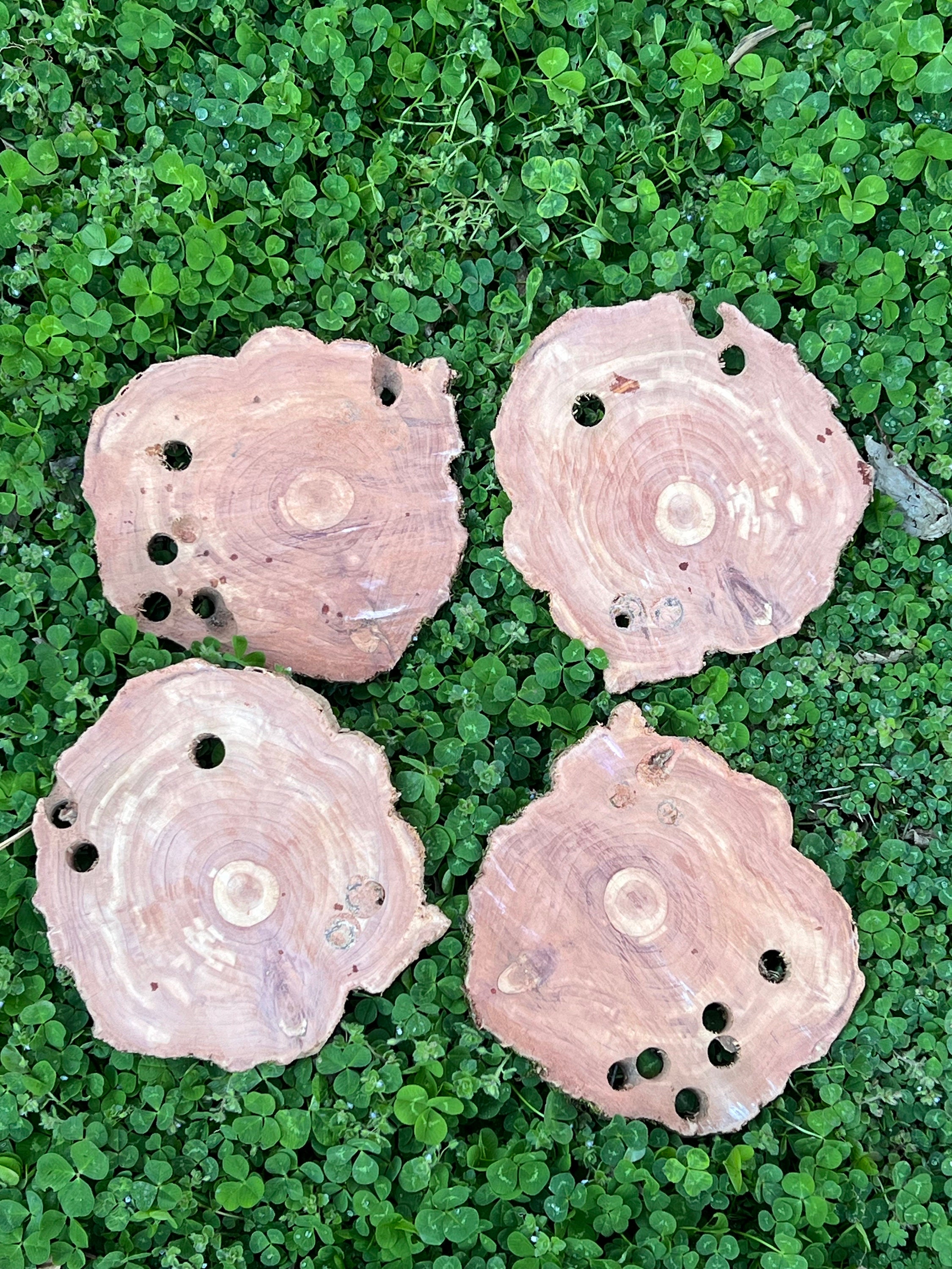Large Red Cedar Slices - Aromatic Cedar Cookies - Cedar Rounds - Etsy