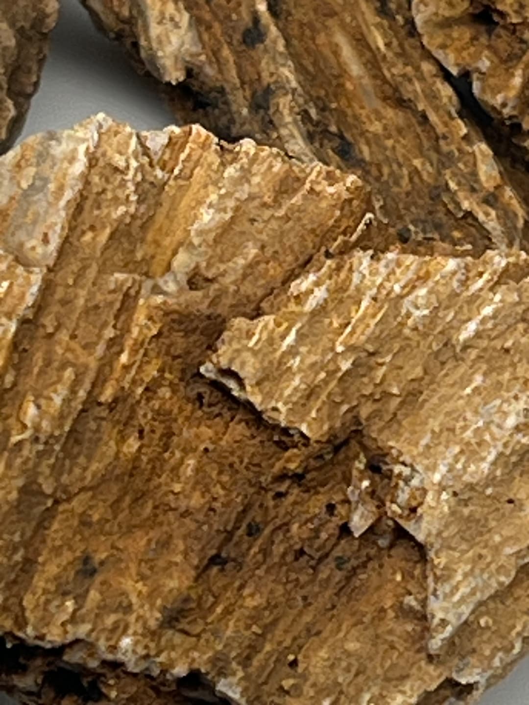 Fossils - ?? - Fossilized Bone Marrow - ?? - Fossilized Wood - ?? - Etsy