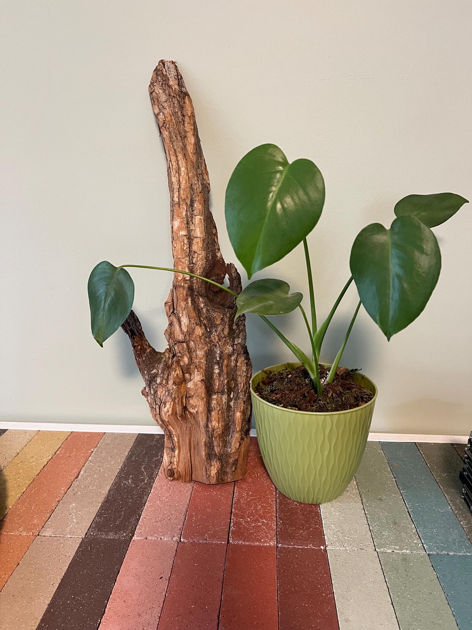 Plant Climbing Stakes - Osage Orange Natural Wood Garden Decor ...
