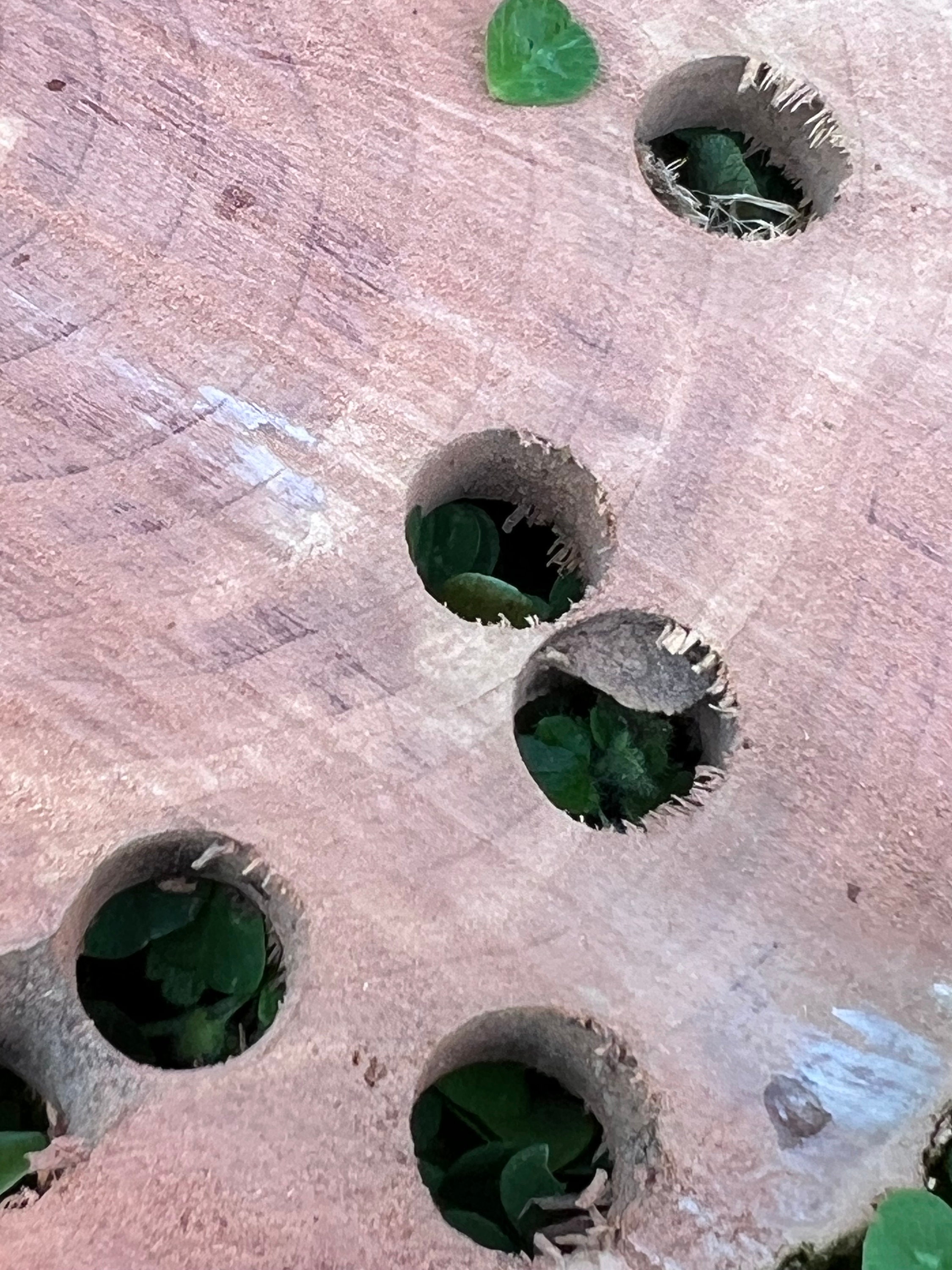 Large Red Cedar Slices - Aromatic Cedar Cookies - Cedar Rounds - Etsy
