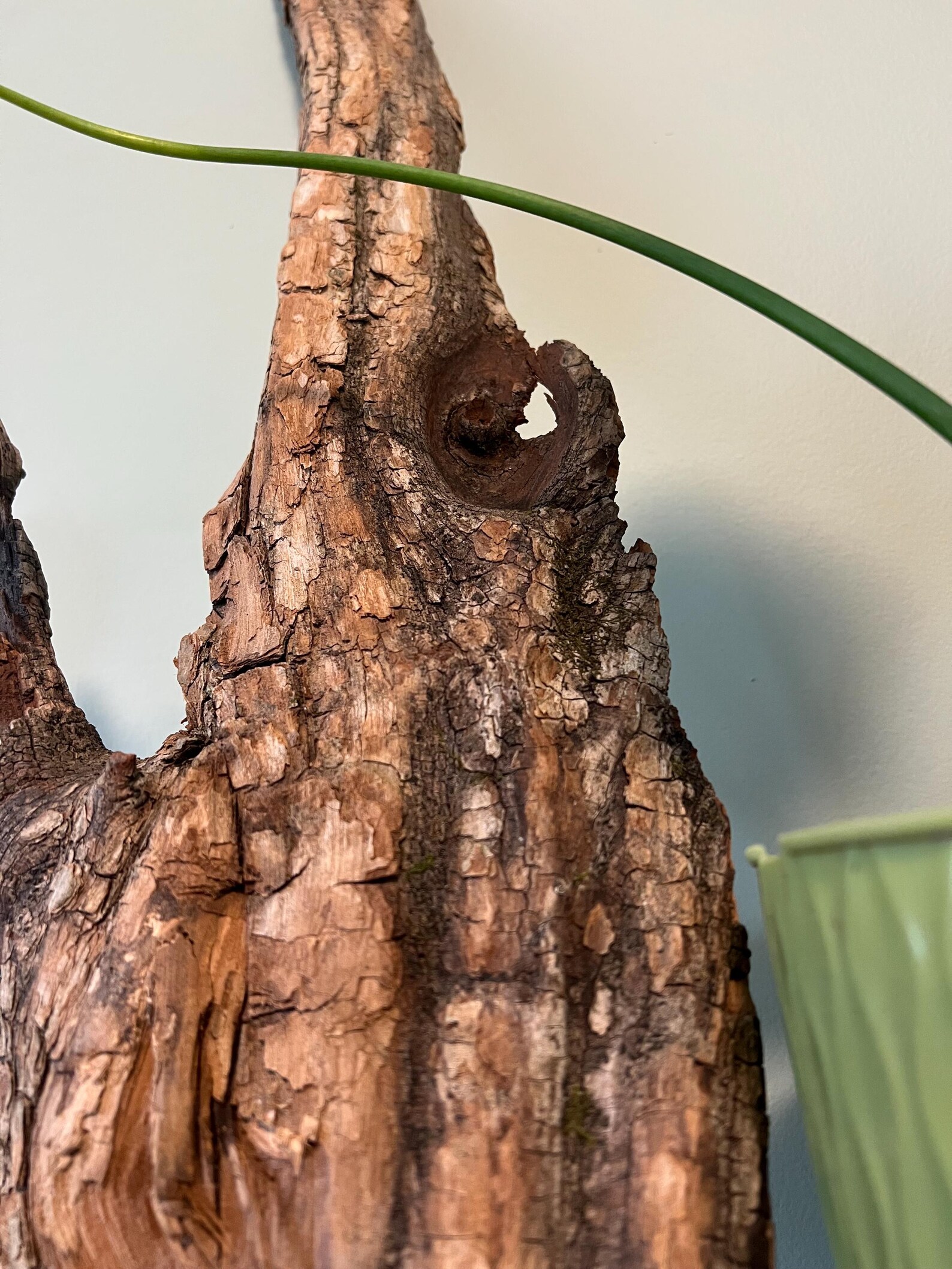 Plant Climbing Stakes - Osage Orange Natural Wood Garden Decor ...