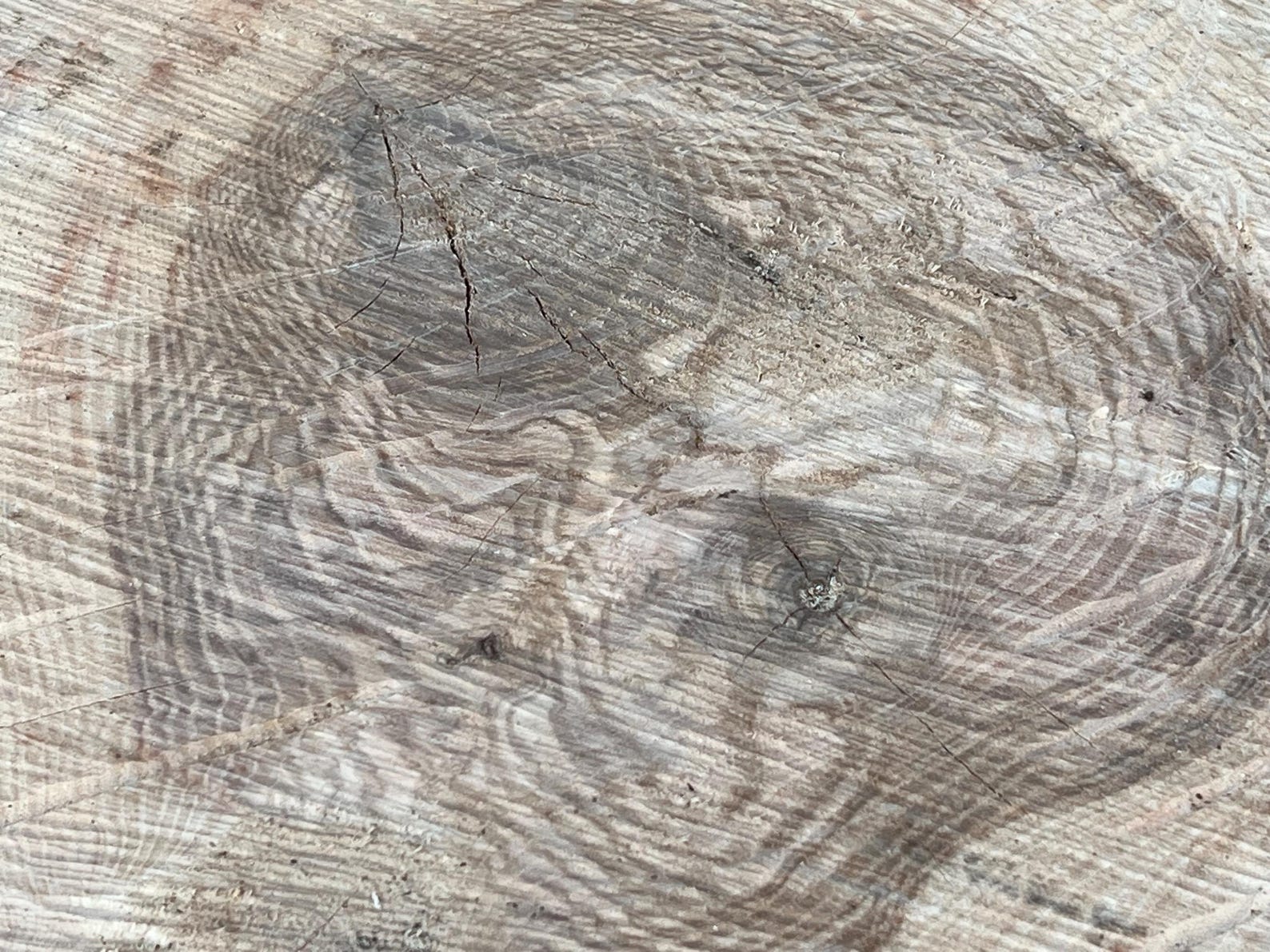 Large Ash Slice - 20” Unique Wood Round - Green - Etsy