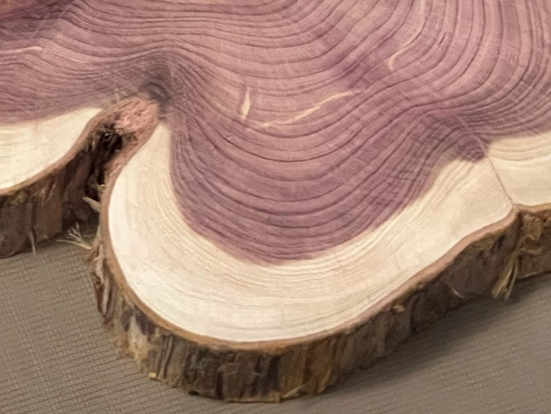 Large Unique Cedar Rounds 9”-10” - Eastern Red Cedar Cookies - Etsy