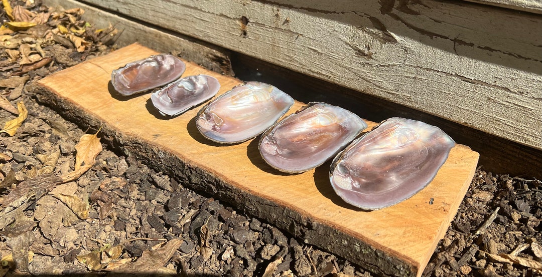Tennessee Lake Shells - Purple Crafting Project Muscle Shells ...