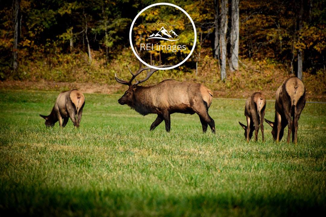 Elk Picture Cherokee Elk Cherokee Picture Elk Print Wall - Etsy