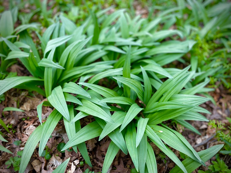 25 bulbs Only Fresh Ramp Bulbs wild Leek/spring Garlic/spring Onion ...