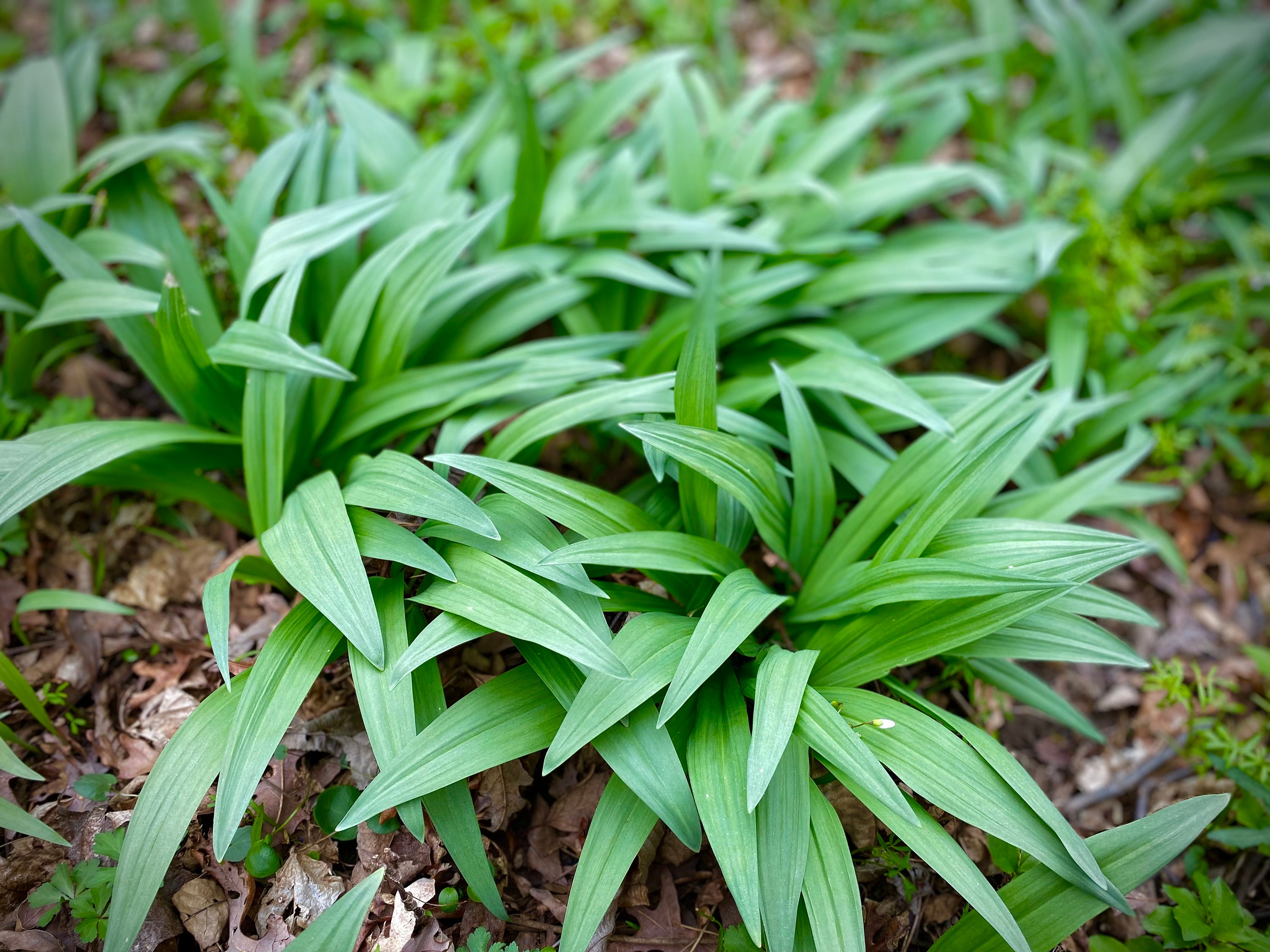 25 bulbs Only Fresh Ramp Bulbs wild Leek/spring Garlic/spring Onion ...