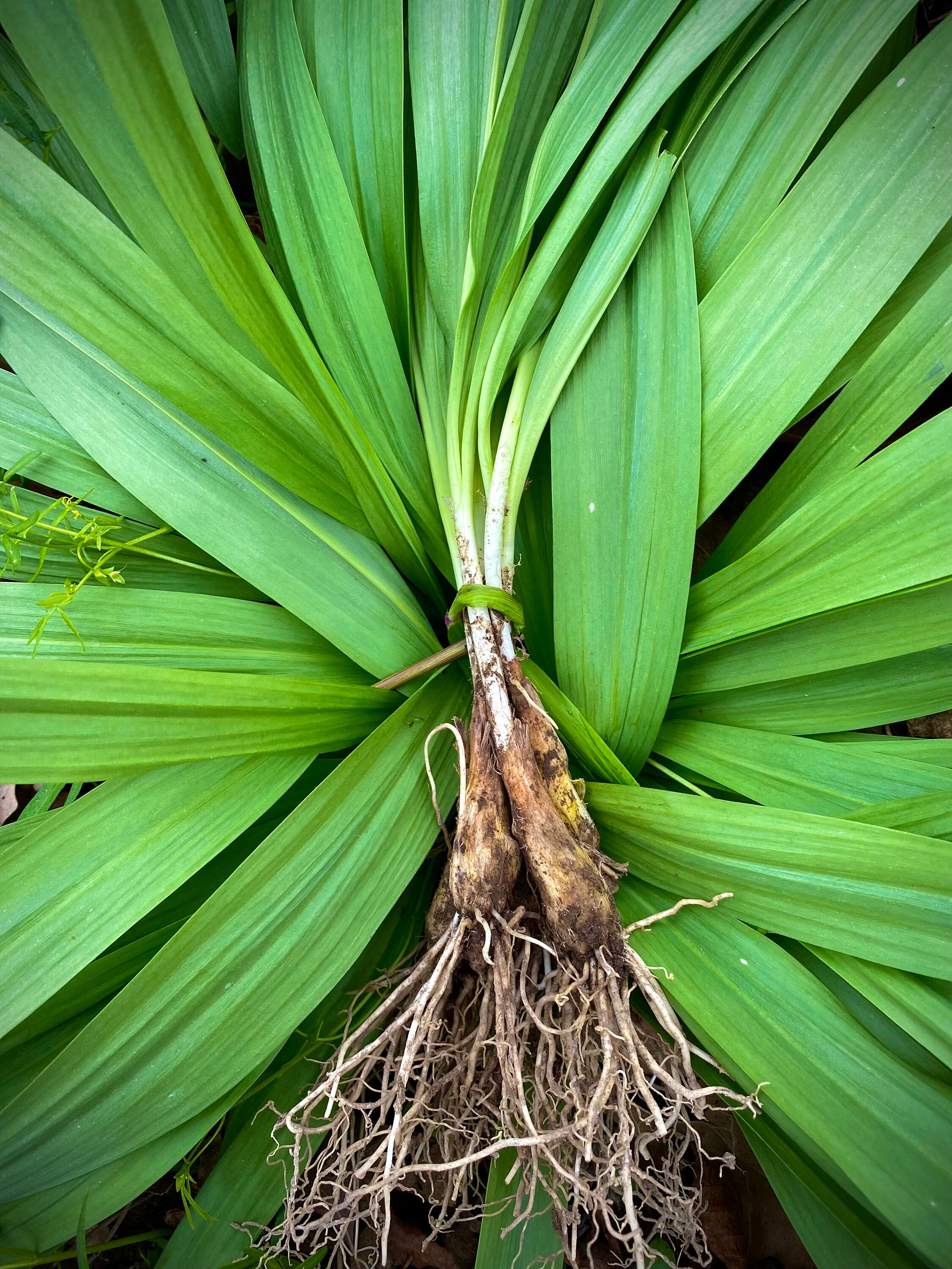 25 bulbs Only Fresh Ramp Bulbs wild Leek/spring Garlic/spring Onion ...
