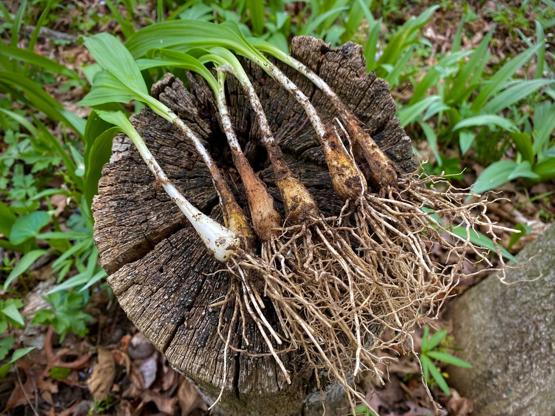 25 bulbs Only Fresh Ramp Bulbs wild Leek/spring Garlic/spring Onion ...