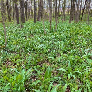 25 bulbs Only Fresh Ramp Bulbs wild Leek/spring Garlic/spring Onion ...