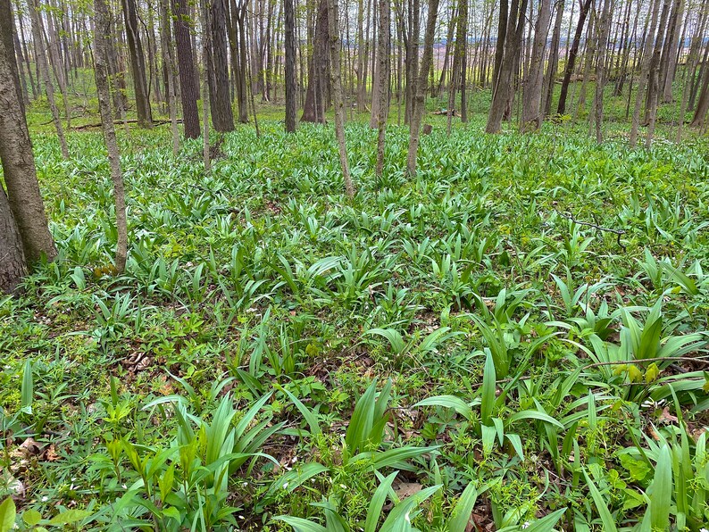 25 bulbs Only Fresh Ramp Bulbs wild Leek/spring Garlic/spring Onion ...