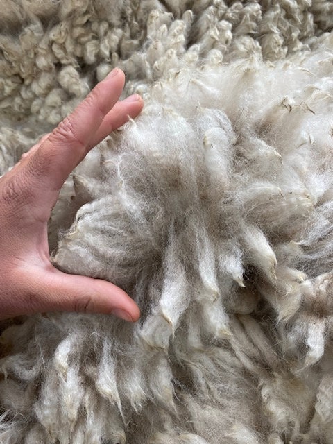 100% Raw Alpaca Fleece - Etsy