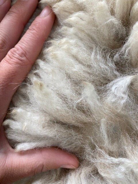 100% Raw Alpaca Fleece - Etsy