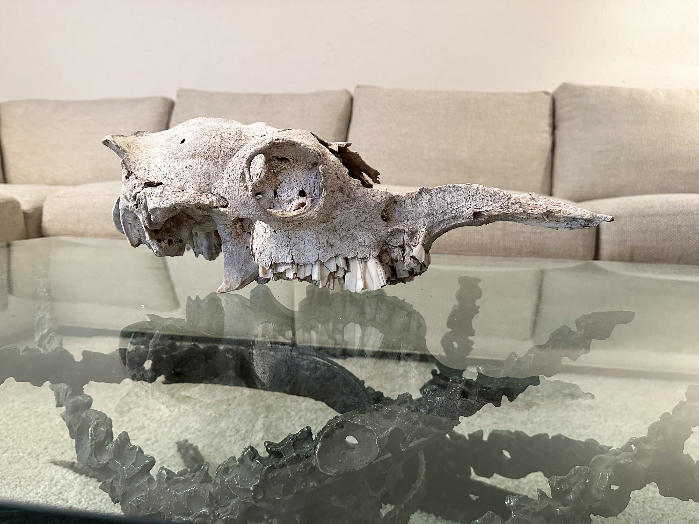 Primitive Camel Skull Gothic Taxidermy Decor Southwest Décor - Etsy