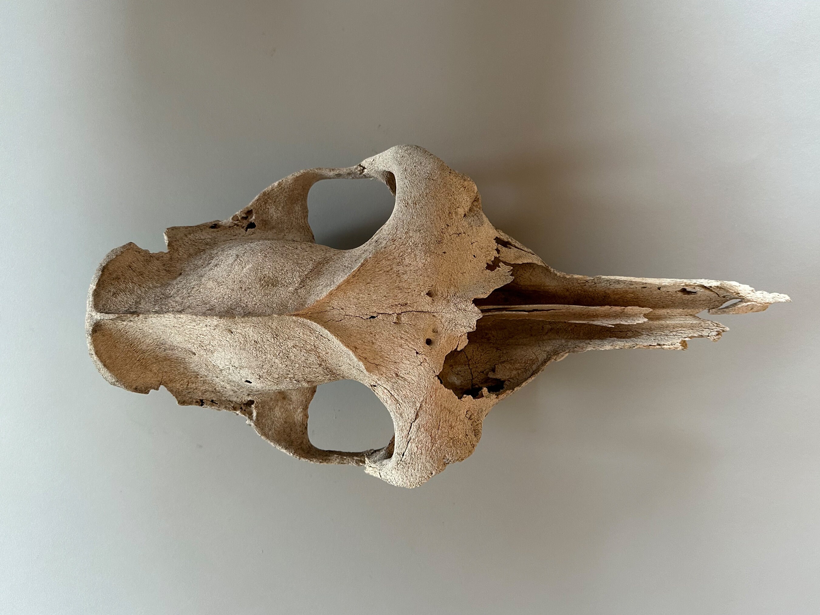 Primitive Camel Skull Gothic Taxidermy Decor Southwest Décor - Etsy