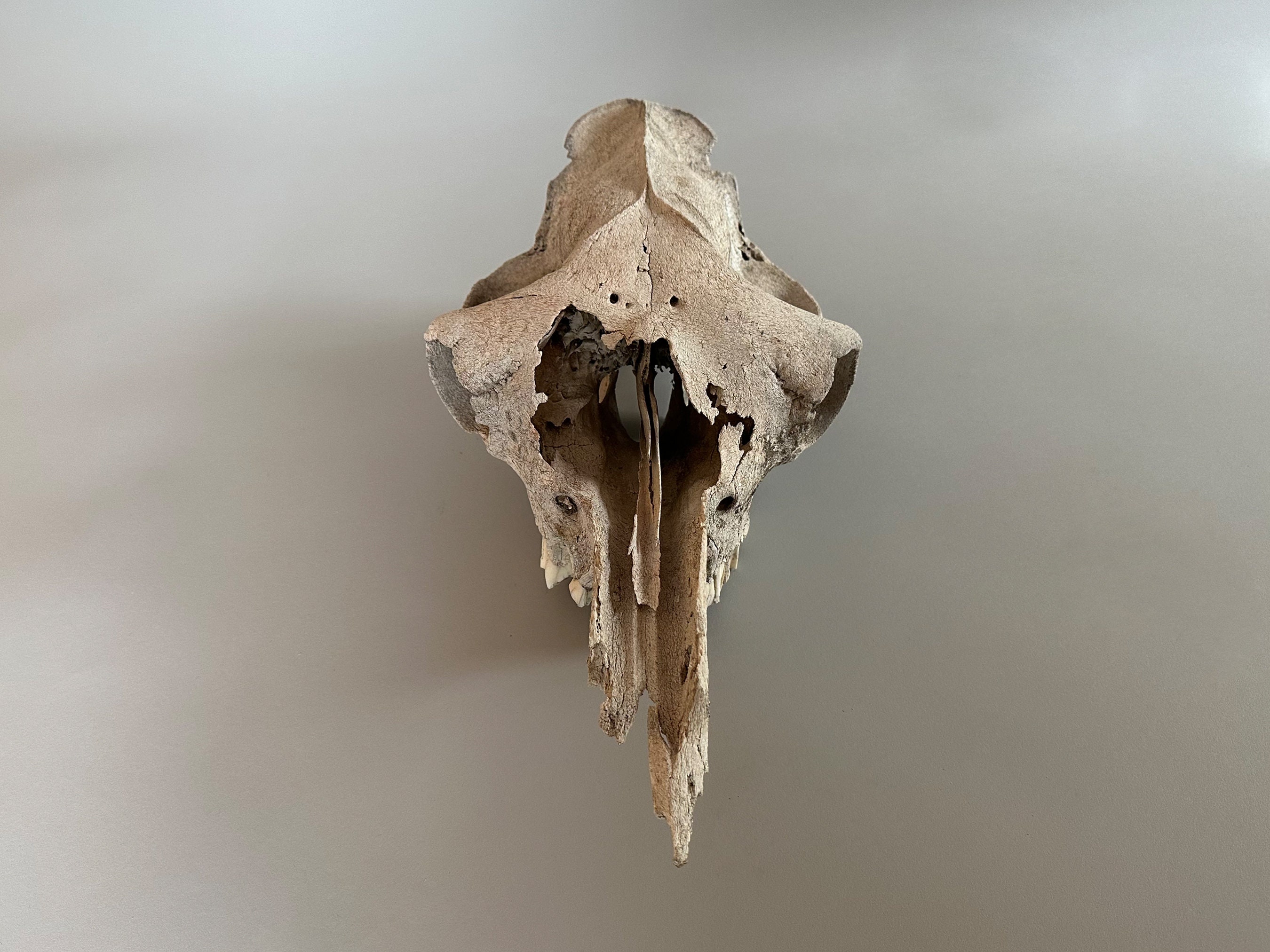 Primitive Camel Skull Gothic Taxidermy Decor Southwest Décor - Etsy