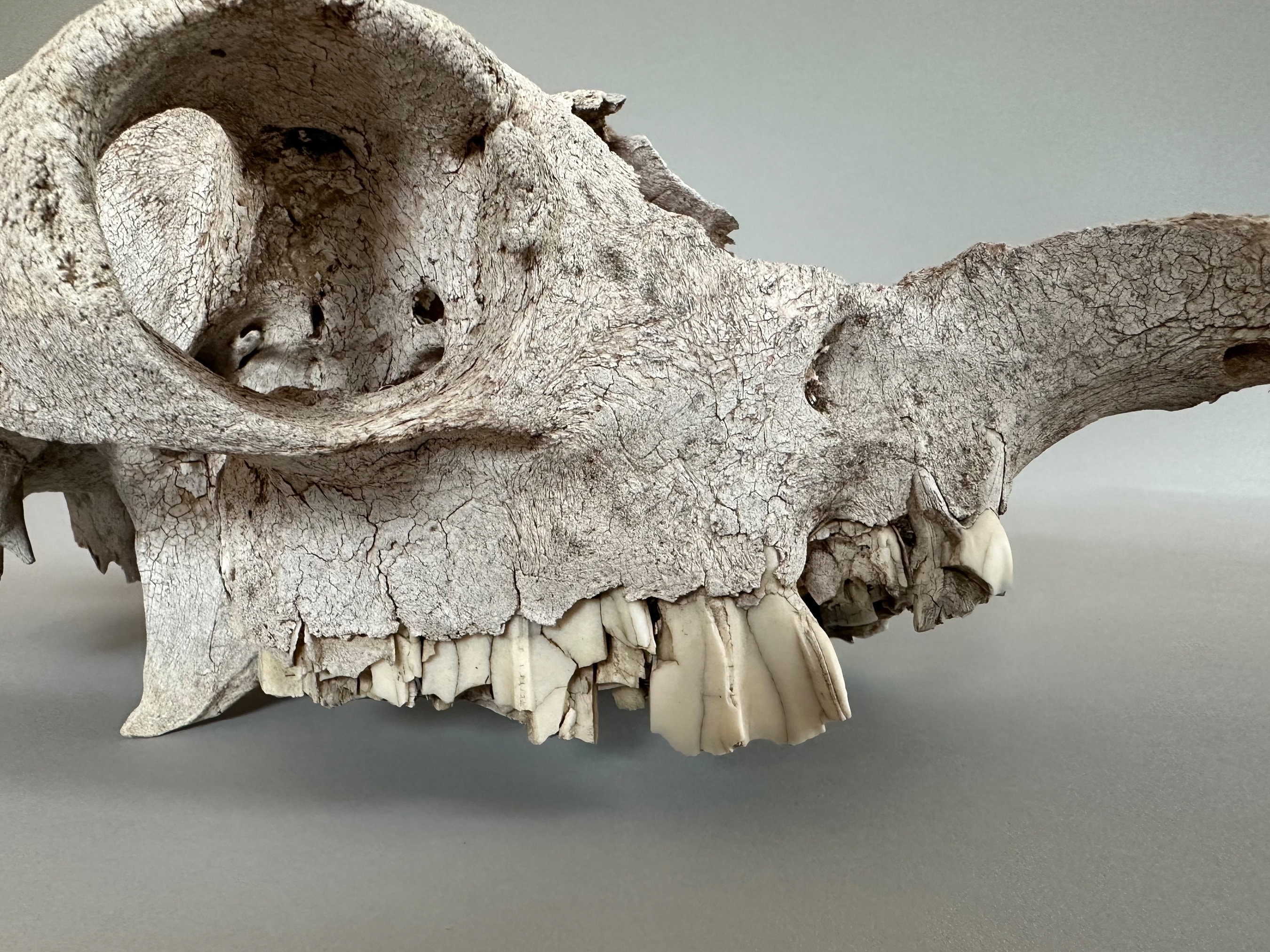 Primitive Camel Skull Gothic Taxidermy Decor Southwest Décor - Etsy