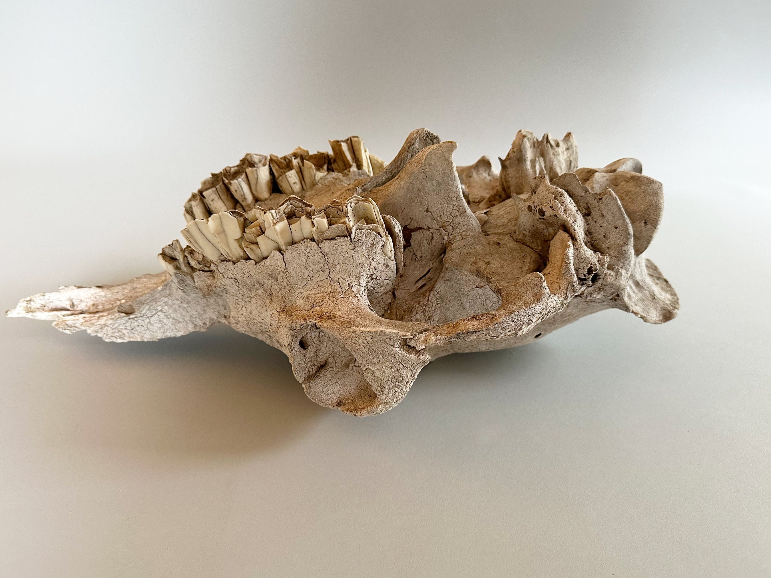 Primitive Camel Skull Gothic Taxidermy Decor Southwest Décor - Etsy