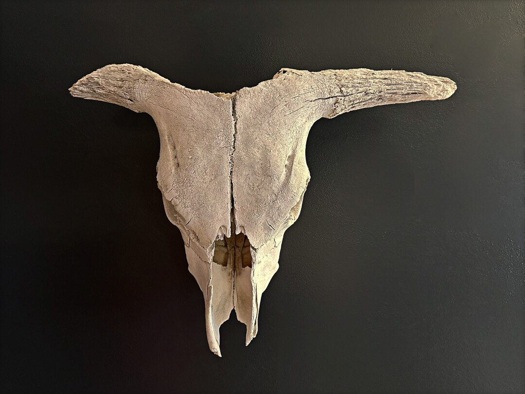 Primitive Longhorn Bull Skull, 1950's Southwest Home Decor - Etsy