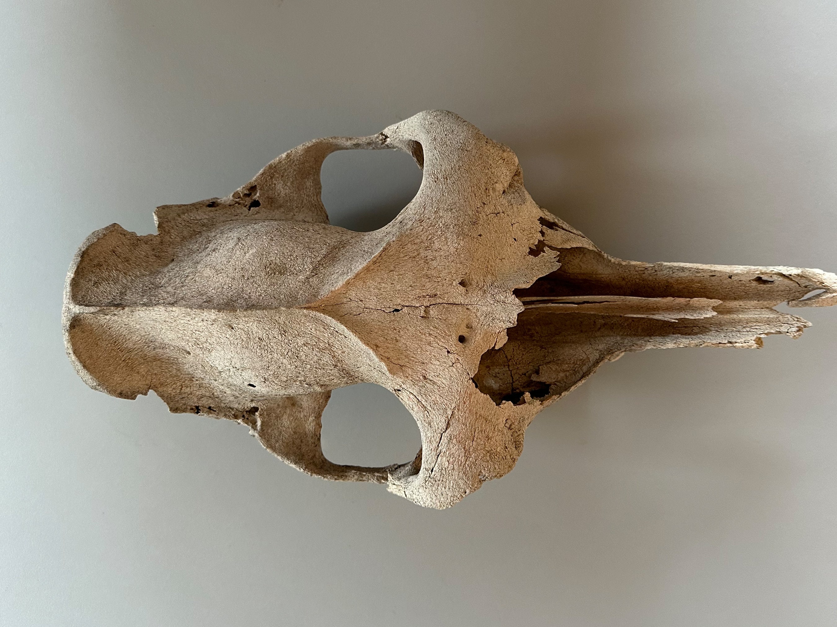Primitive Camel Skull Gothic Taxidermy Decor Southwest Décor - Etsy