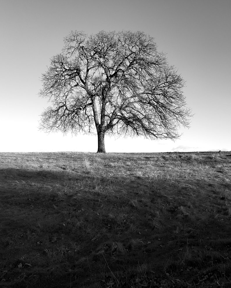 Fine Art Oak Tree Photography- Black and White Landscape Photo Print - Etsy