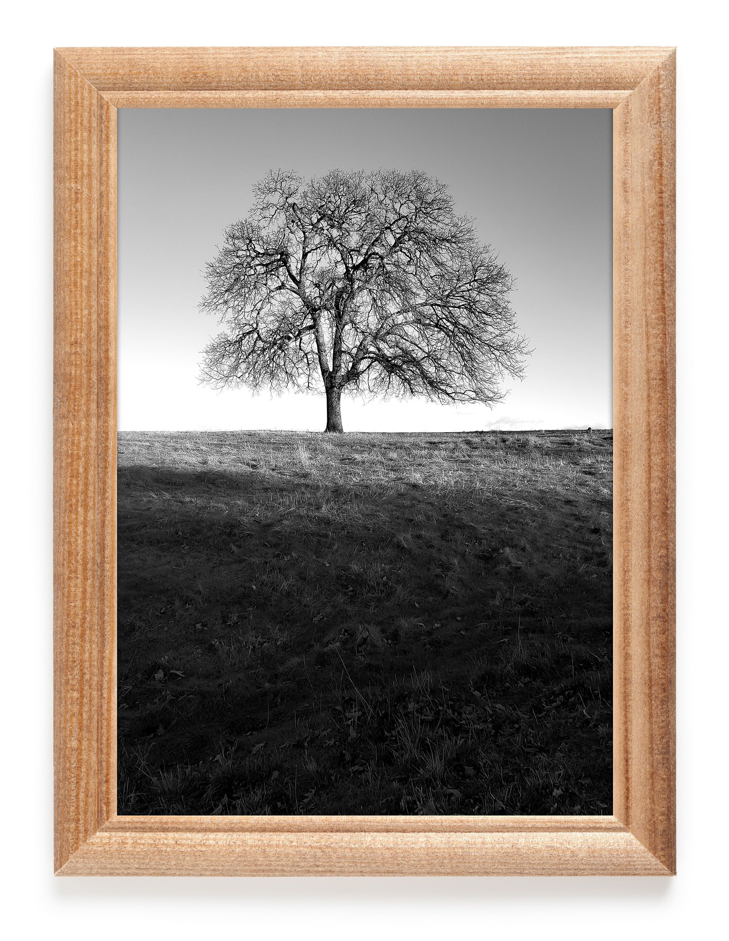 Fine Art Oak Tree Photography Black and White Landscape Photo Print - Etsy