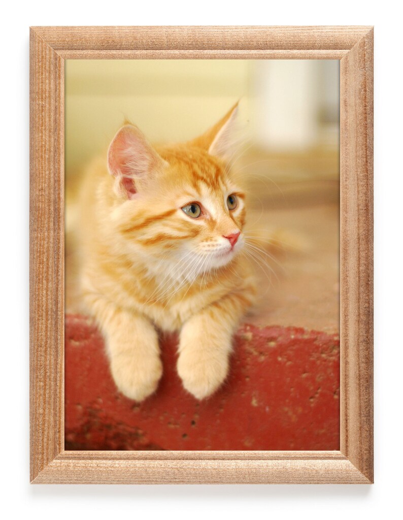 Fine Art Cat Photography Print- Color Photo Print Home Decor - Etsy