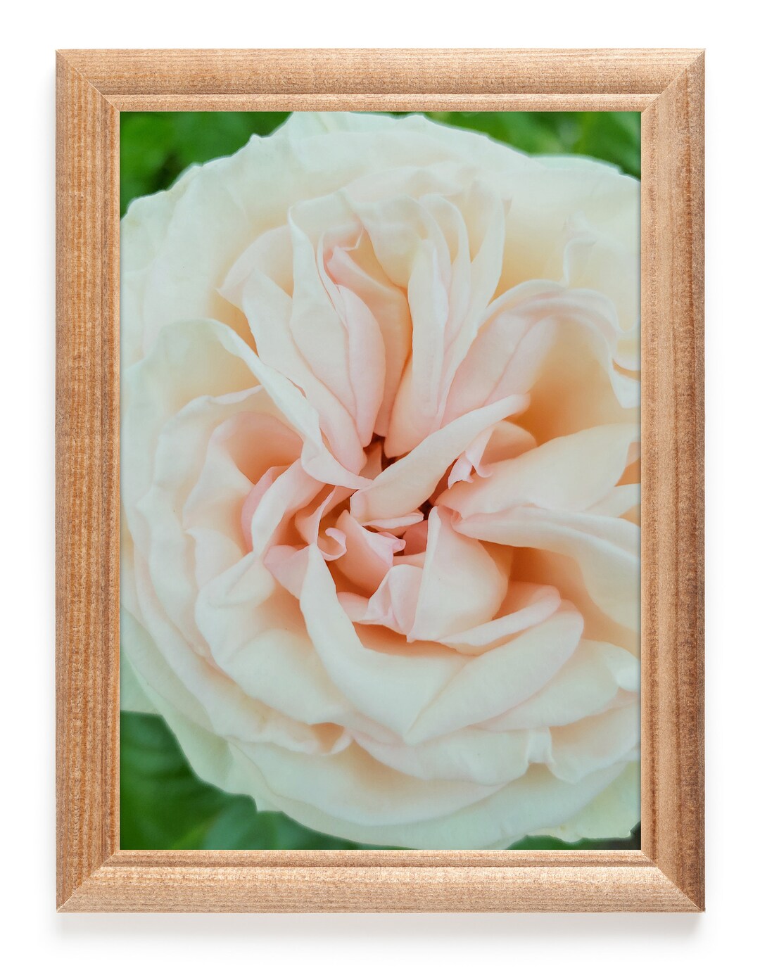 Fine Art Rose Photography- Color Flower Photo Print- Romantic Wall Art ...