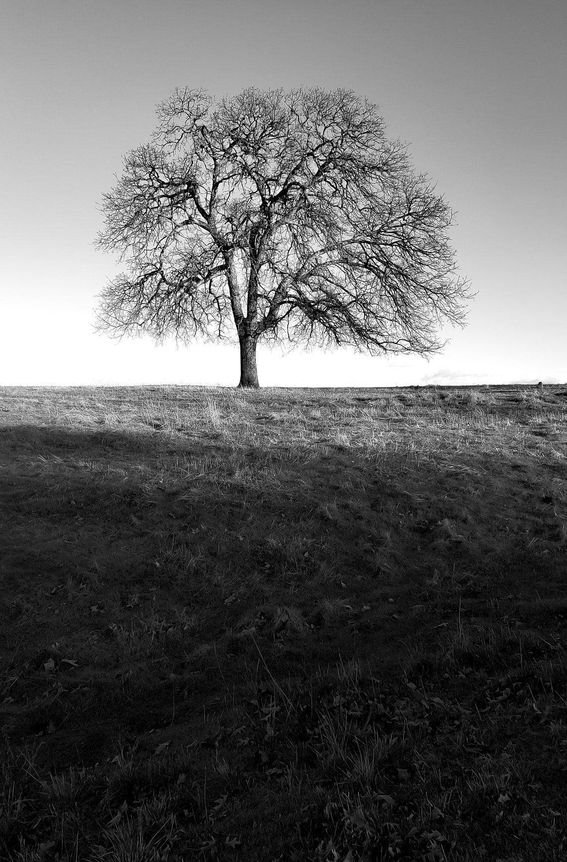 Fine Art Oak Tree Photography- Black and White Landscape Photo Print - Etsy