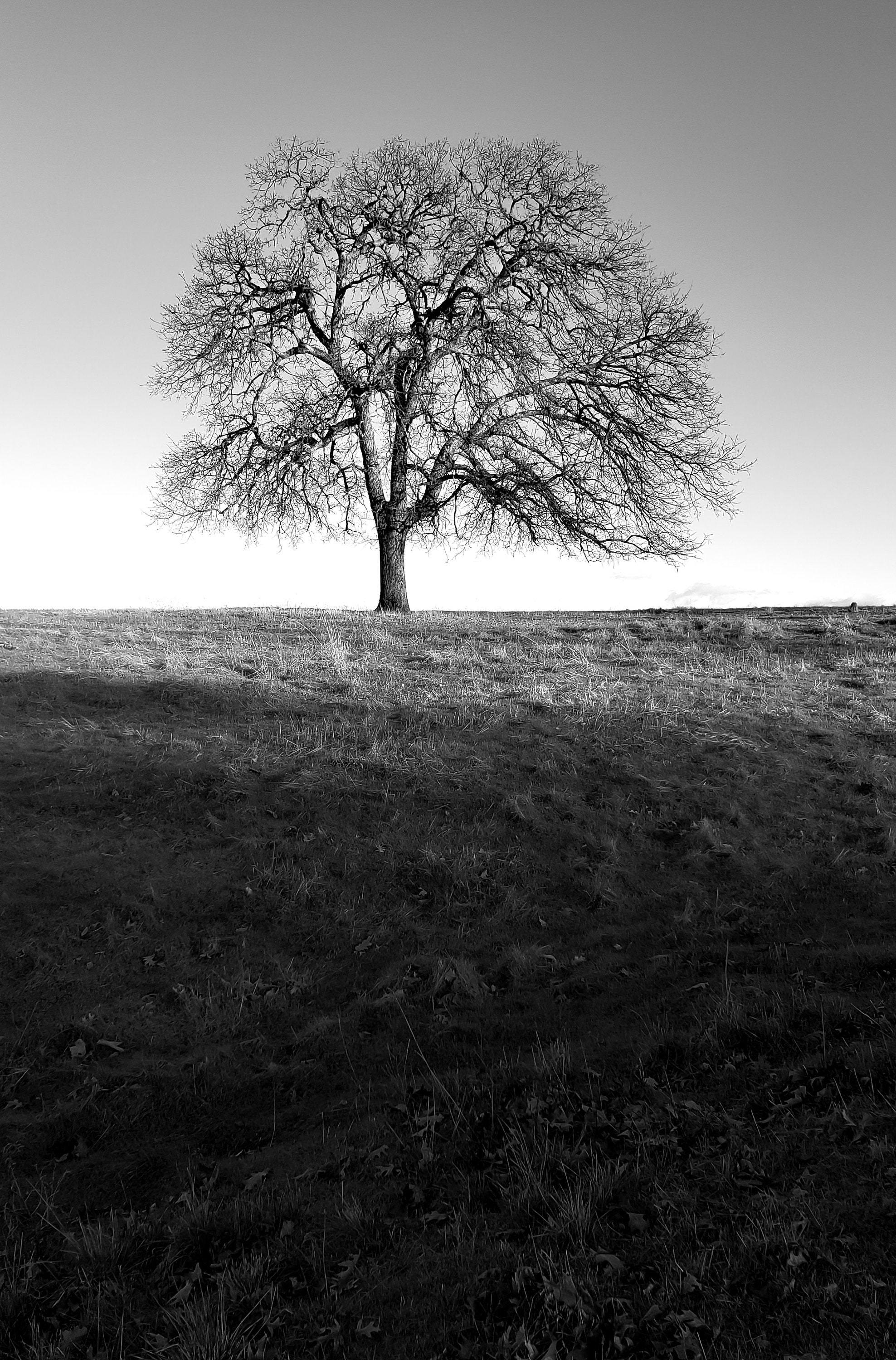Fine Art Oak Tree Photography Black and White Landscape Photo Print - Etsy