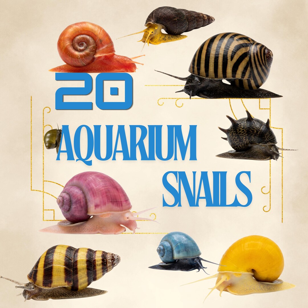 20 Aquarium Snails Clipart Bundle, Snail PNG, Freshwater Snails Clip ...
