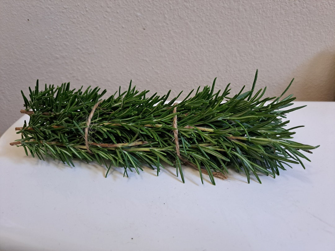 Fresh Organic Natural Rosemary 8 Inch Bundles - Etsy