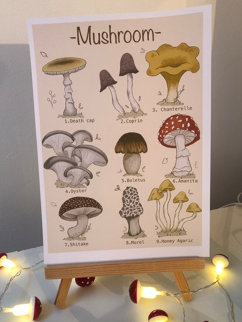 Mushroom Drawing Illustration, Botanical Study Poster | Illustration ...