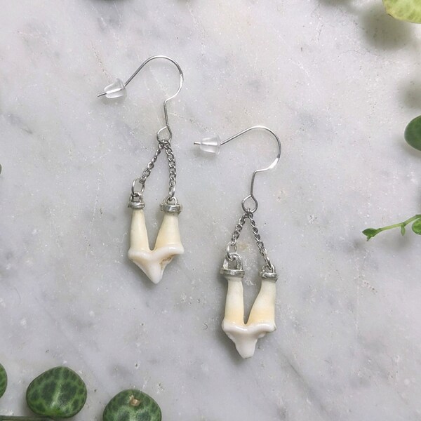 Fox Teeth - Etsy