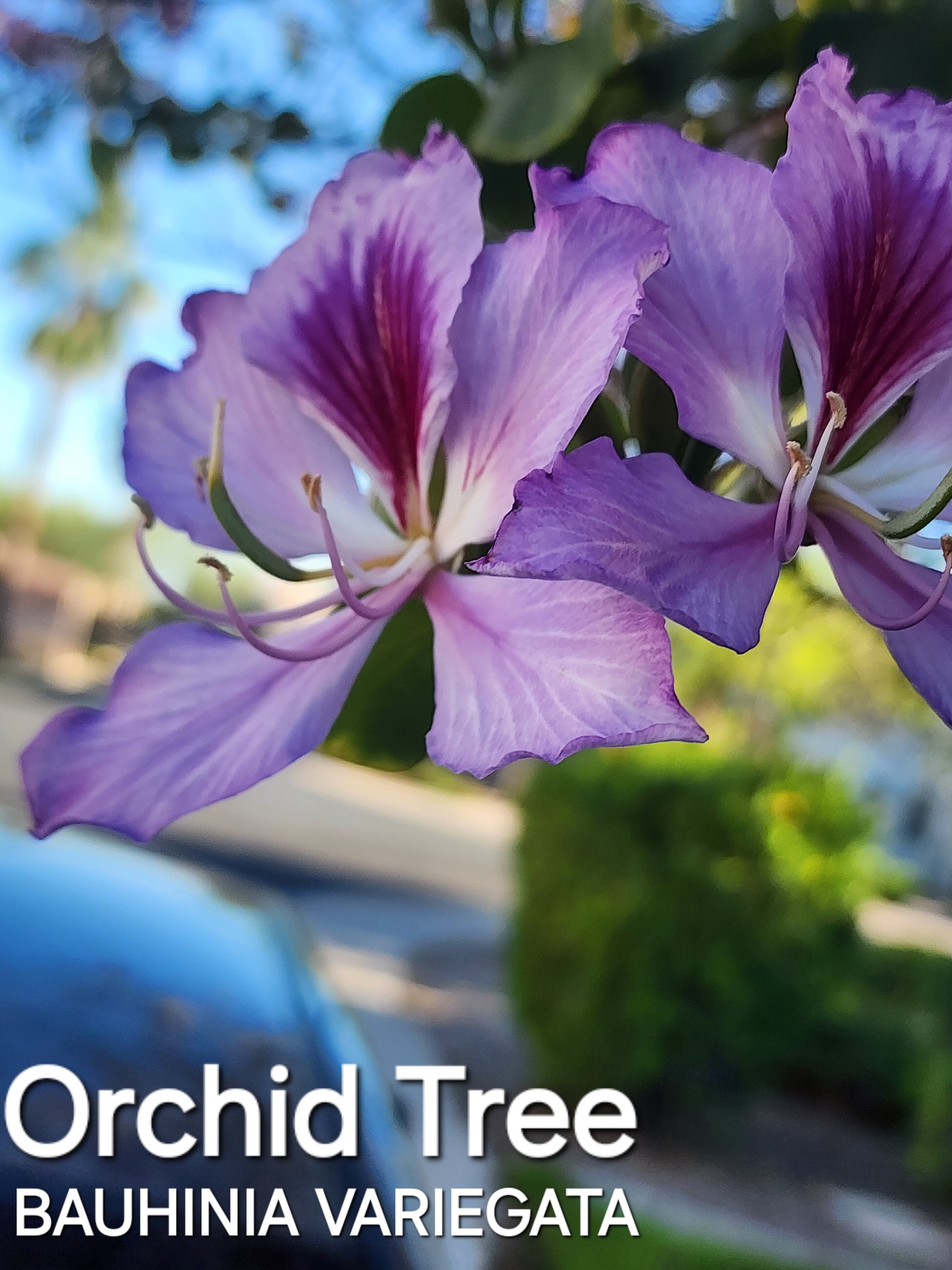 Orchid Tree Seeds bahunia Variegata 25 Seeds - Etsy