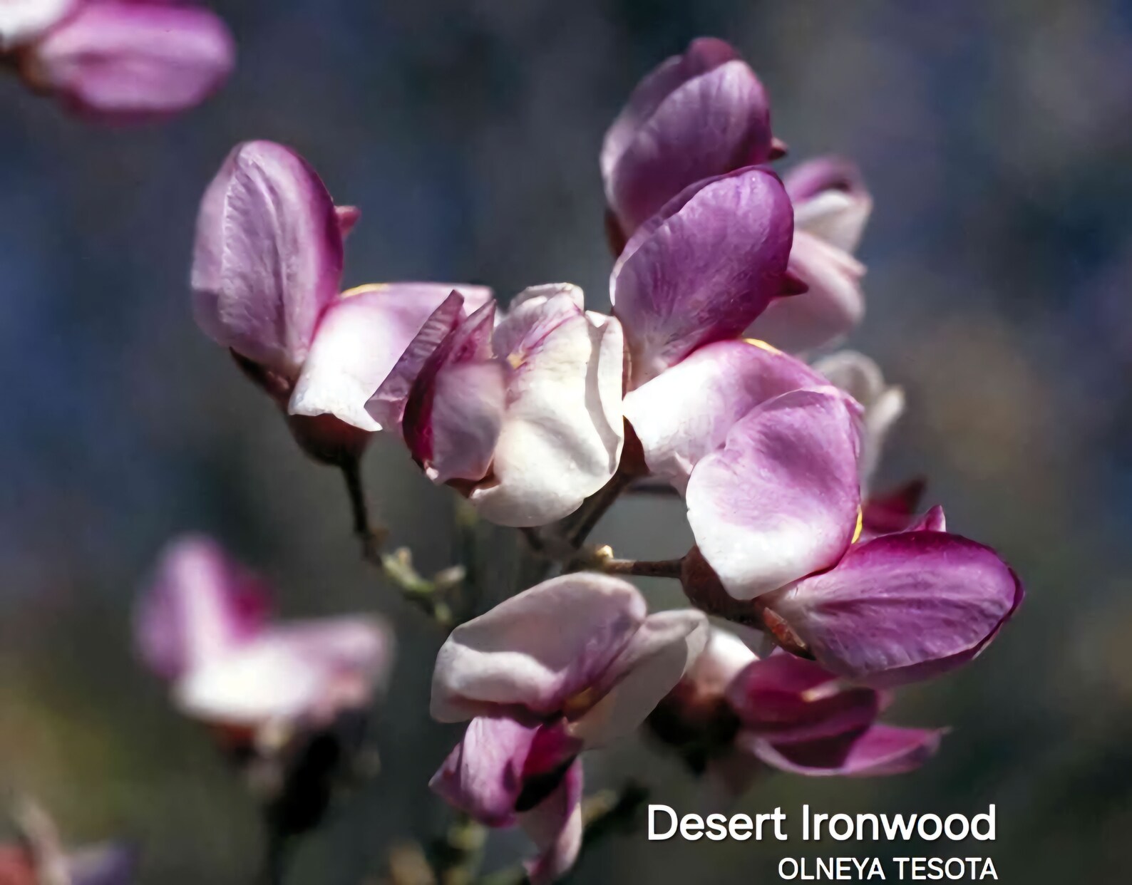 Desert Ironwood Seeds 15 olneya Tesota - Etsy