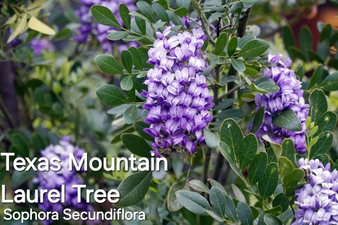 Sophora Secundiflora 15 Seeds texas Mountain Laurel, Mescal Bean Tree ...
