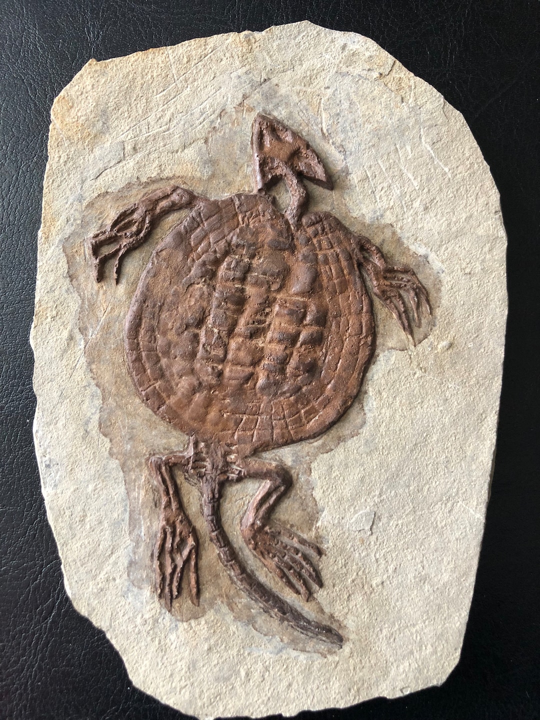 Placochelys Turtle Fossil Dinosaur Home Decoration Wall Display Gift ...