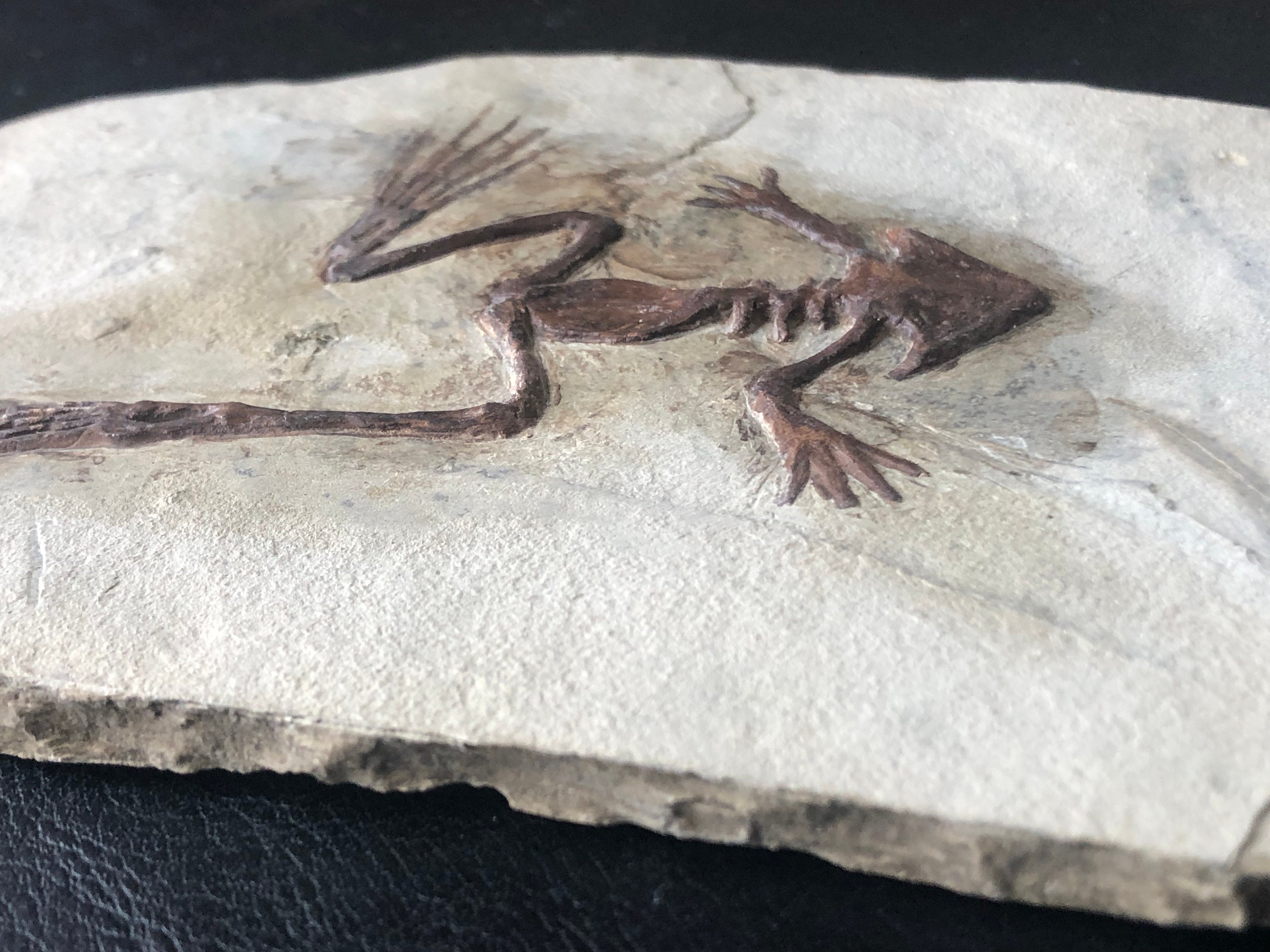 Frog Fossil-wall Display Home Decoration-gift - Etsy