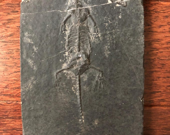 Keichousaurus Fossil-6 Fossil Collection-gift-display - Etsy