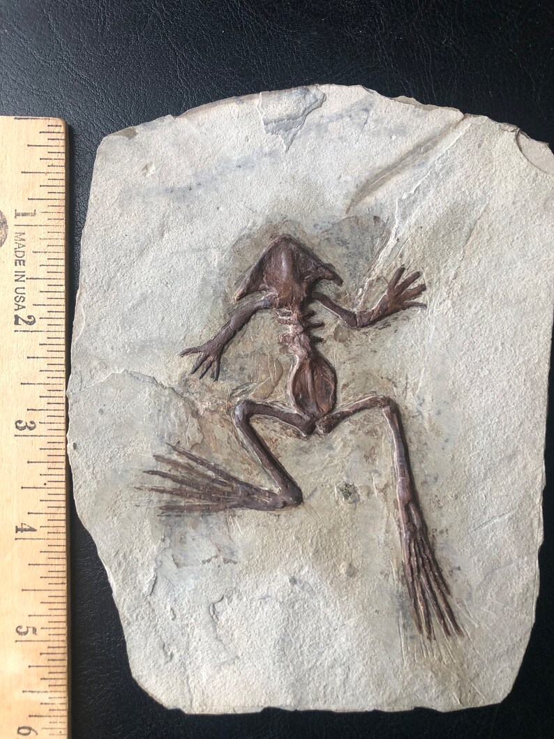 Frog Fossil-wall Display Home Decoration-gift - Etsy