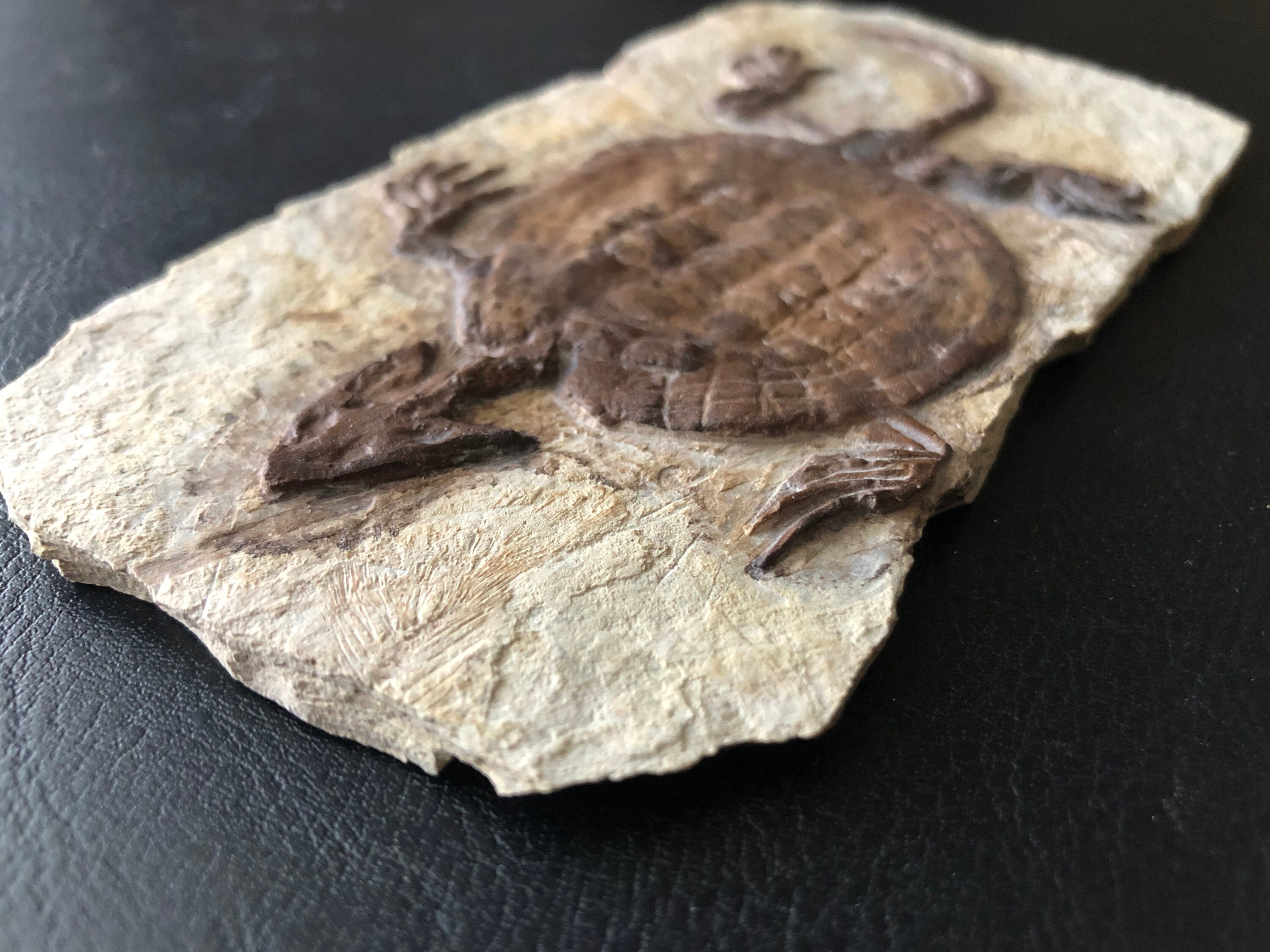 Placochelys Turtle Fossil Dinosaur Home Decoration Wall Display Gift ...