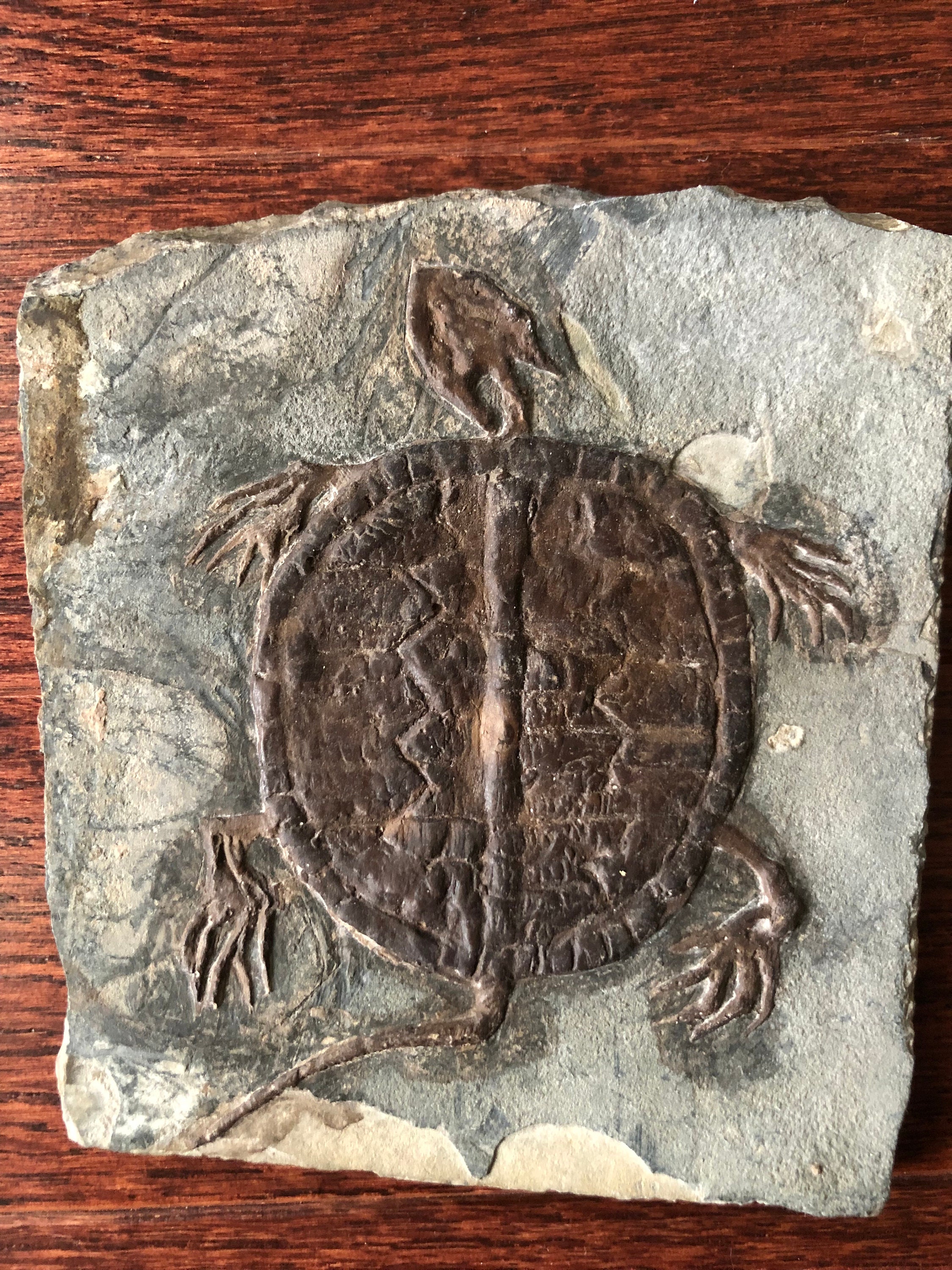 Prehistoric Turtle Fossil Prehistoric Turtle Fossil