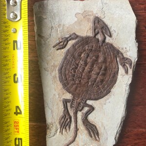 Placochelys Turtle Fossil Dinosaur Home Decoration Wall Display Gift ...