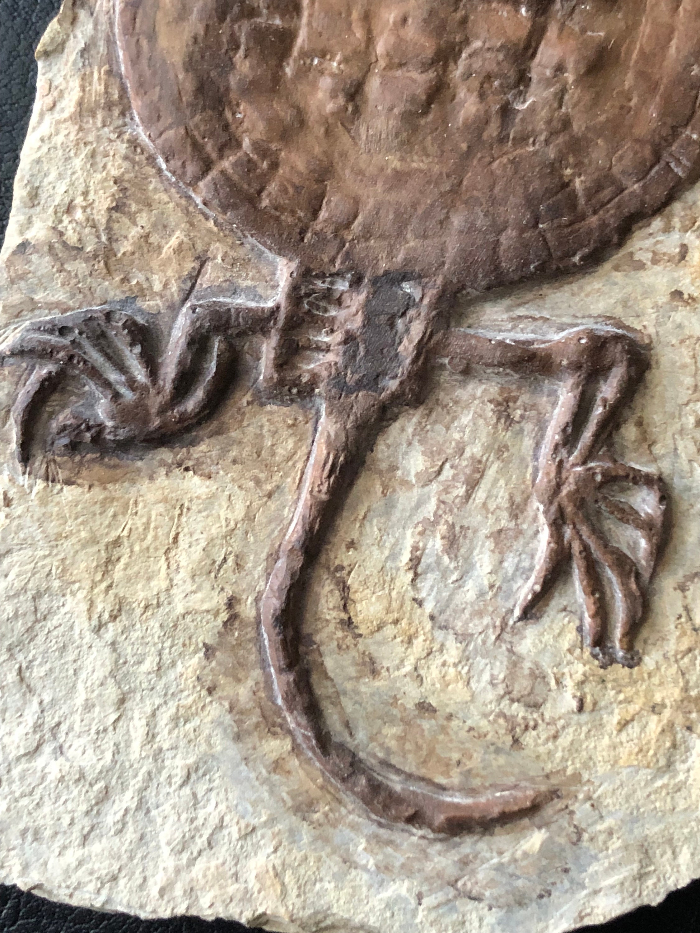 Placochelys Turtle Fossil Dinosaur Home Decoration Wall Display Gift ...