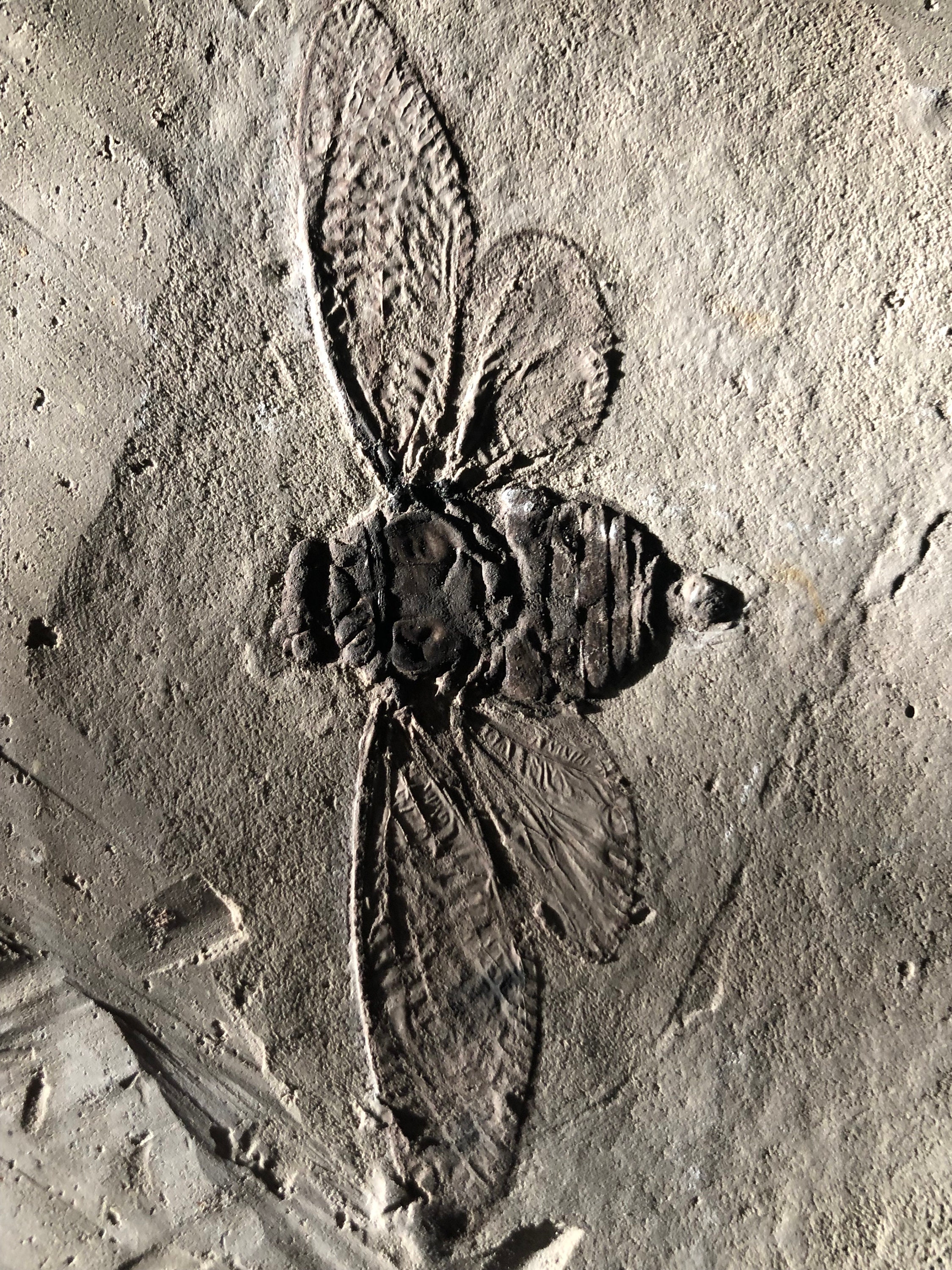 Cicada Fossil-wall Display Home Decoration - Etsy