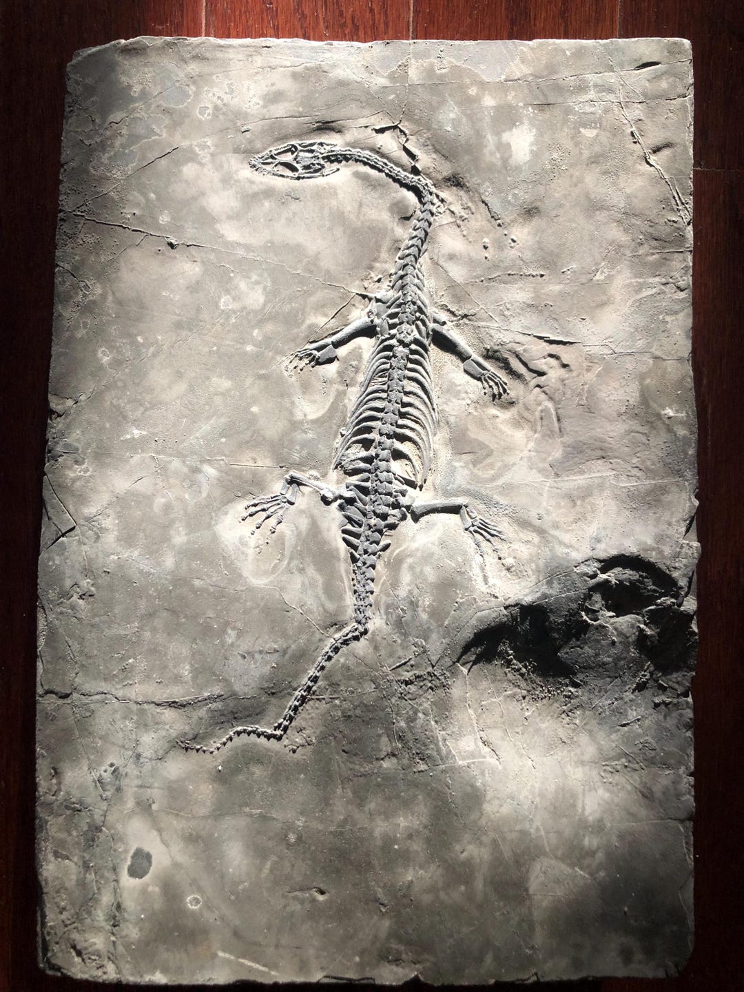 Keichousaurus Fossil-8 Fossil Collection-gift-display - Etsy
