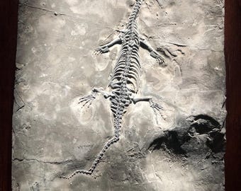 Keichousaurus Fossil-6 Fossil Collection-gift-display - Etsy