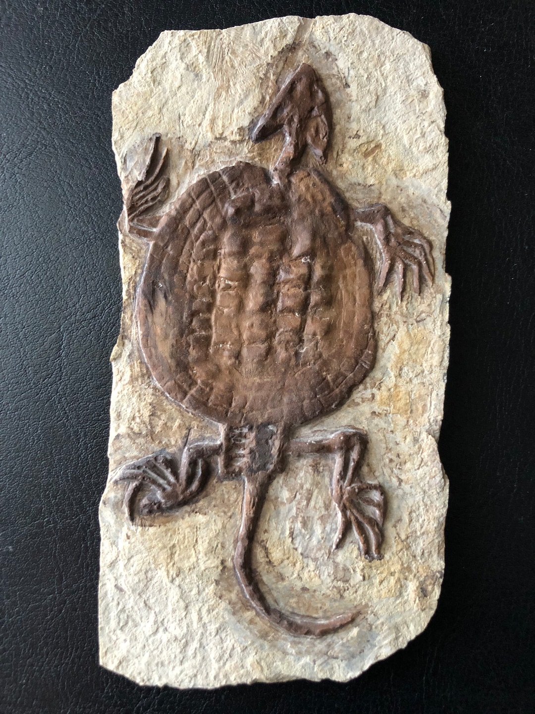 Placochelys Turtle Fossil Dinosaur Home Decoration Wall Display Gift ...
